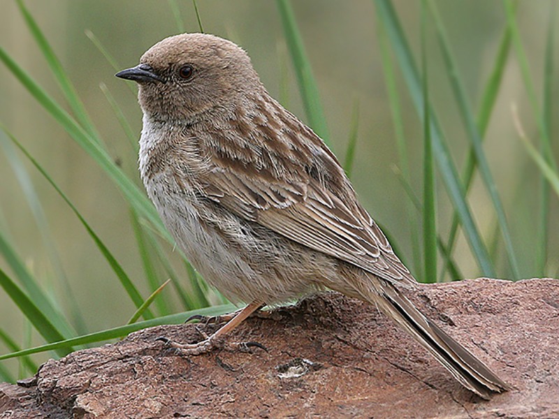 Mongolian Accentor - eBird