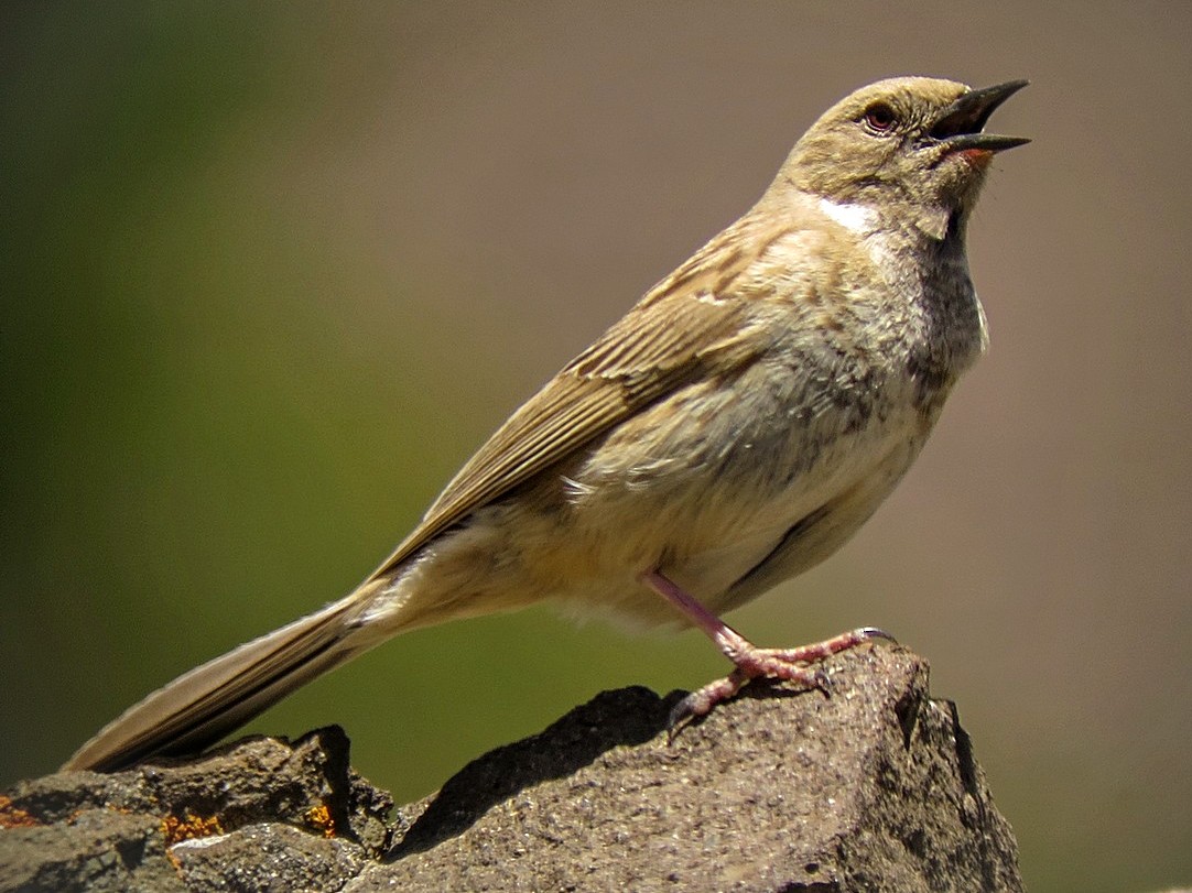 Kozlov's Accentor - eBird