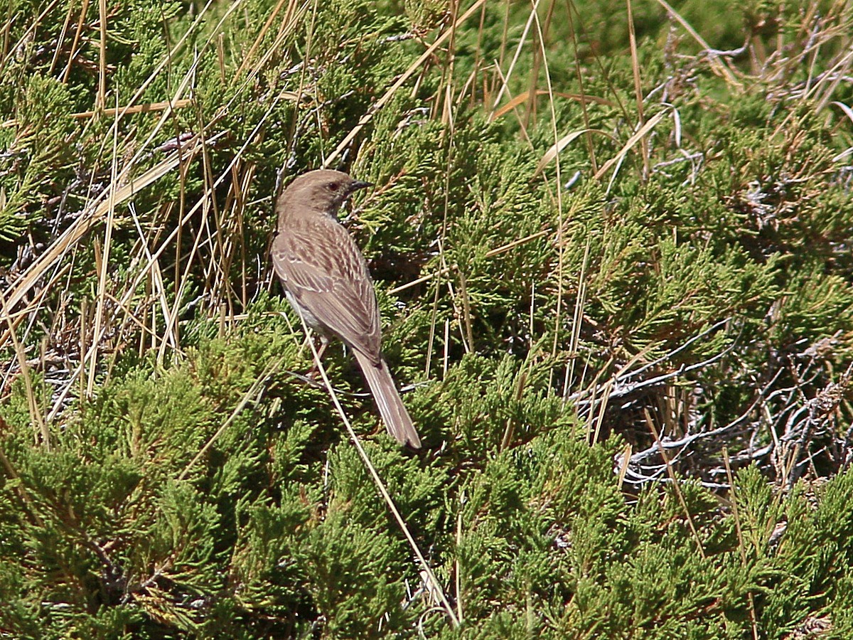 Mongolian Accentor - eBird