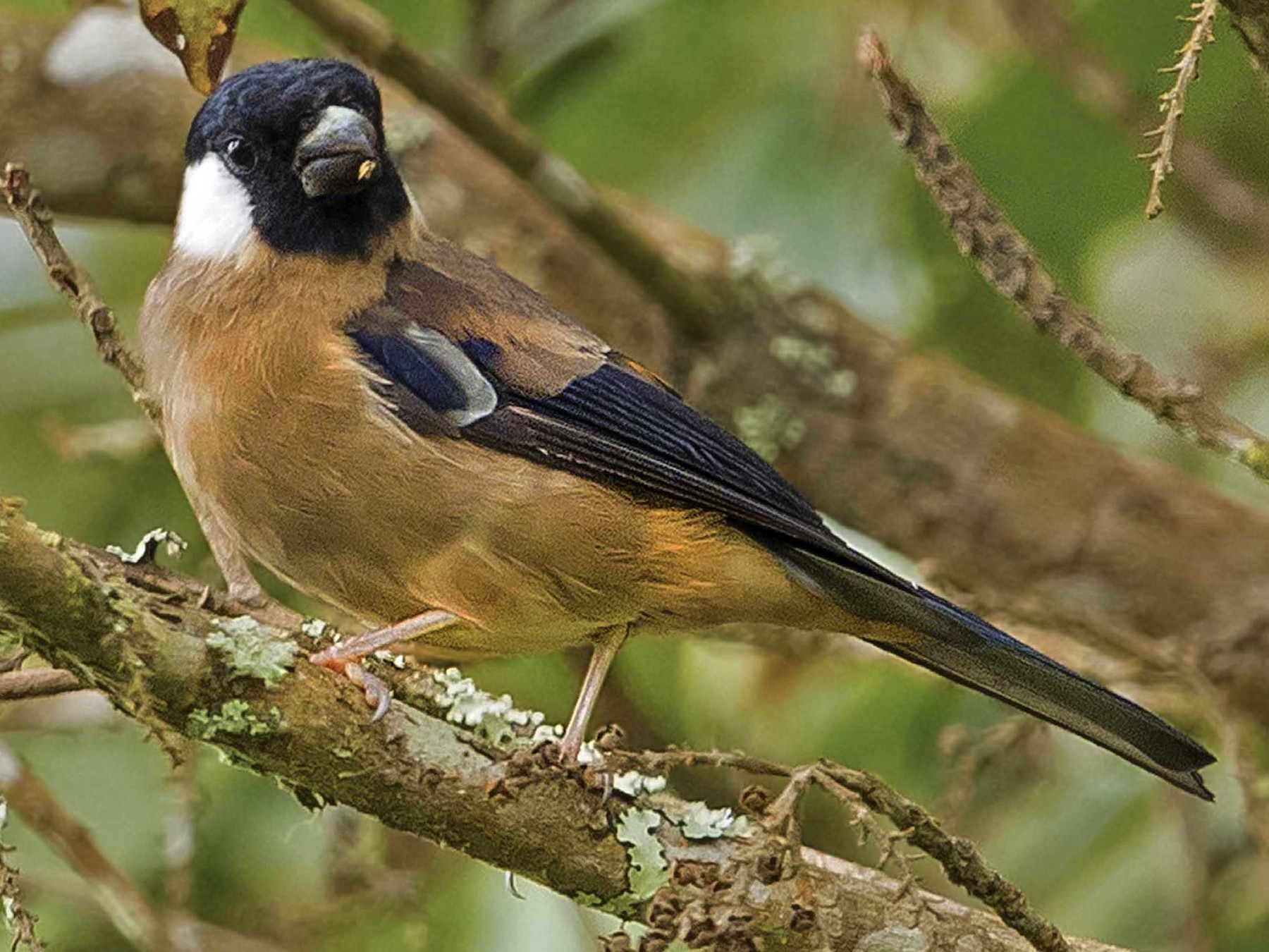 White-cheeked Bullfinch - eBird