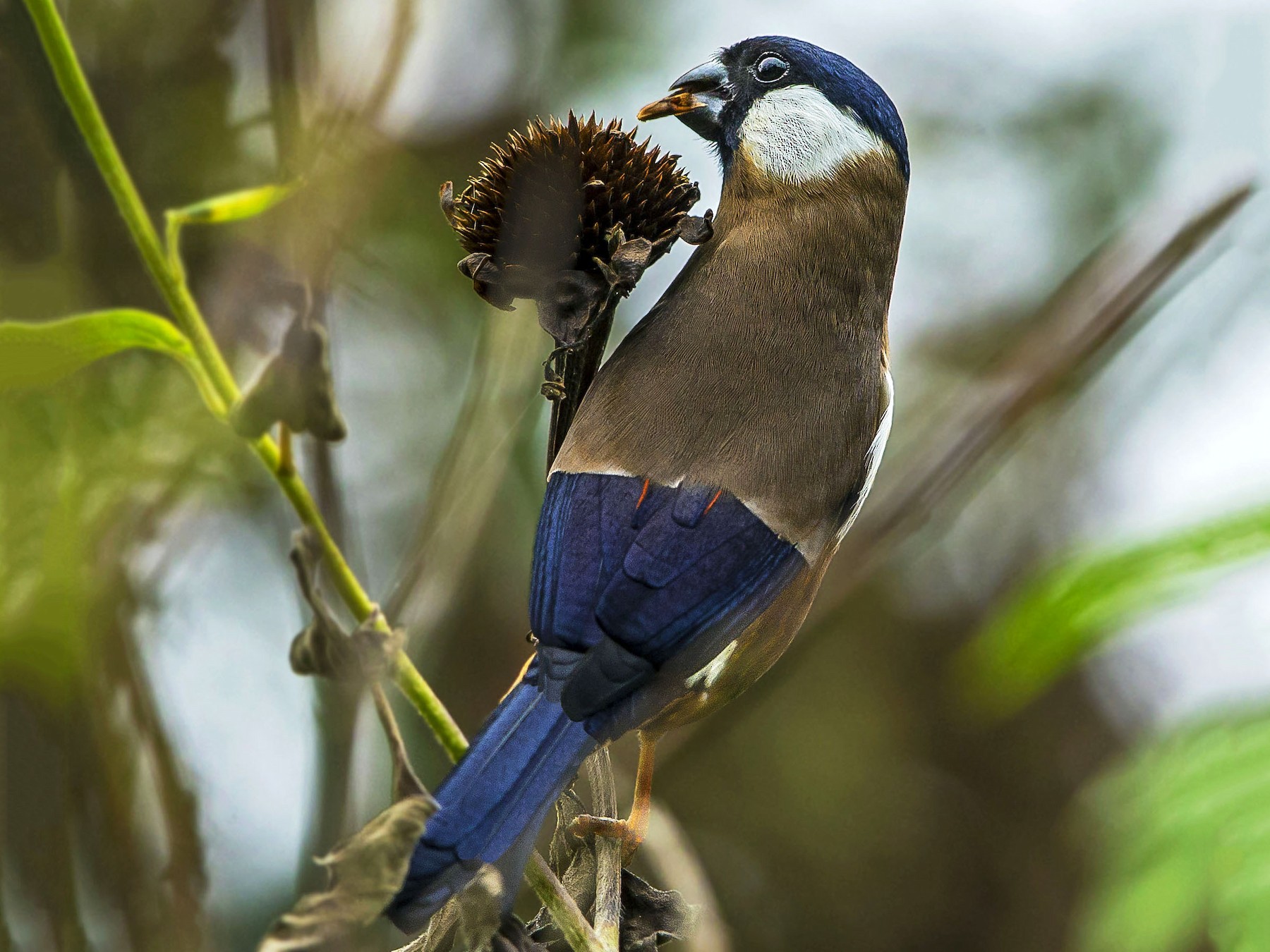 White-cheeked Bullfinch - eBird