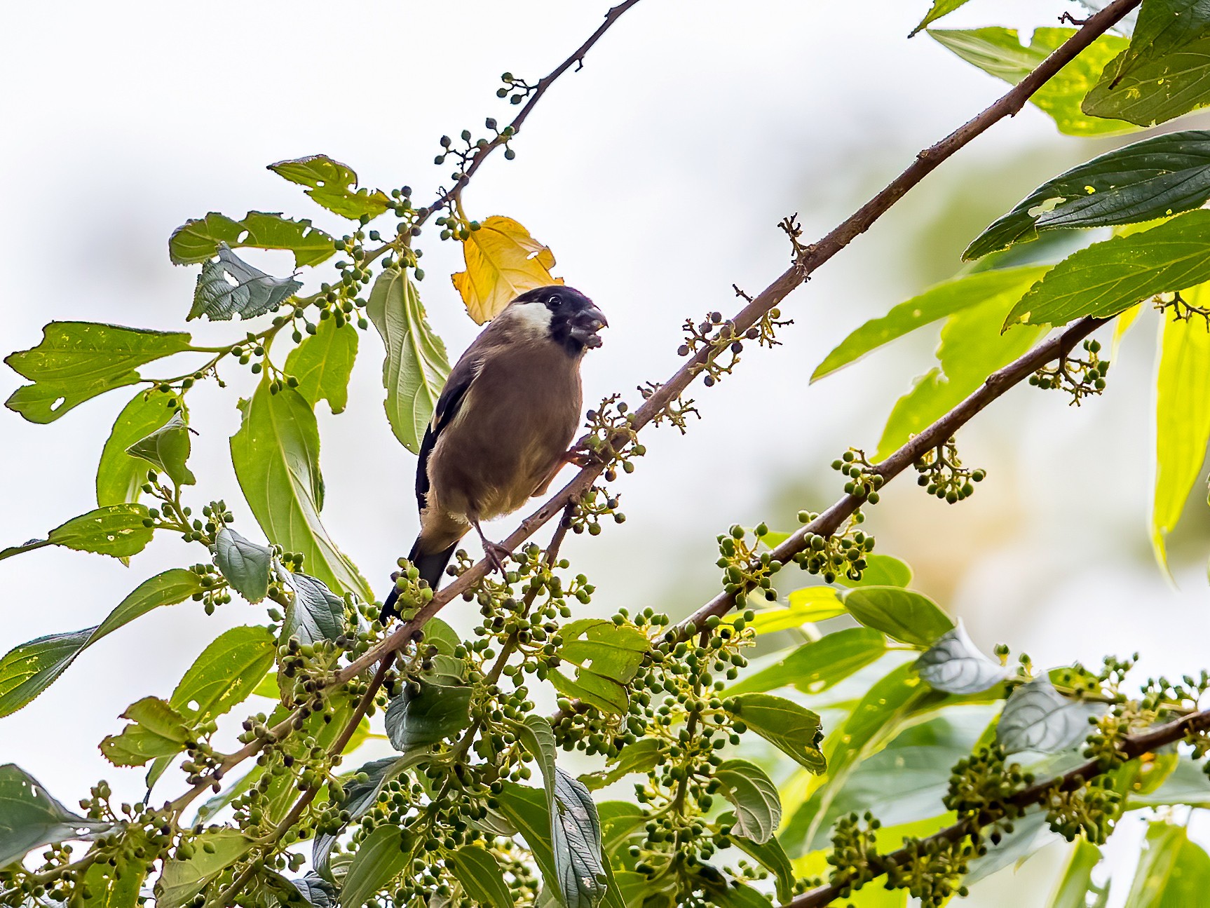 White-cheeked Bullfinch - eBird