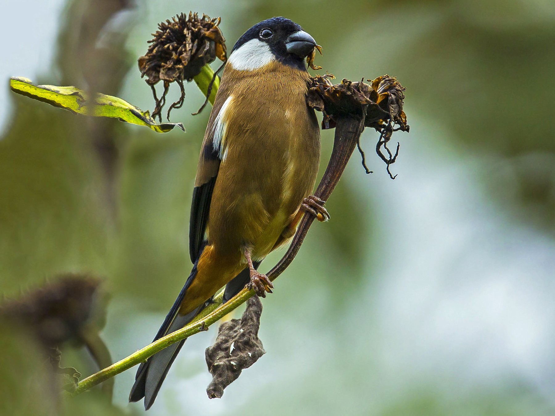 White-cheeked Bullfinch - eBird