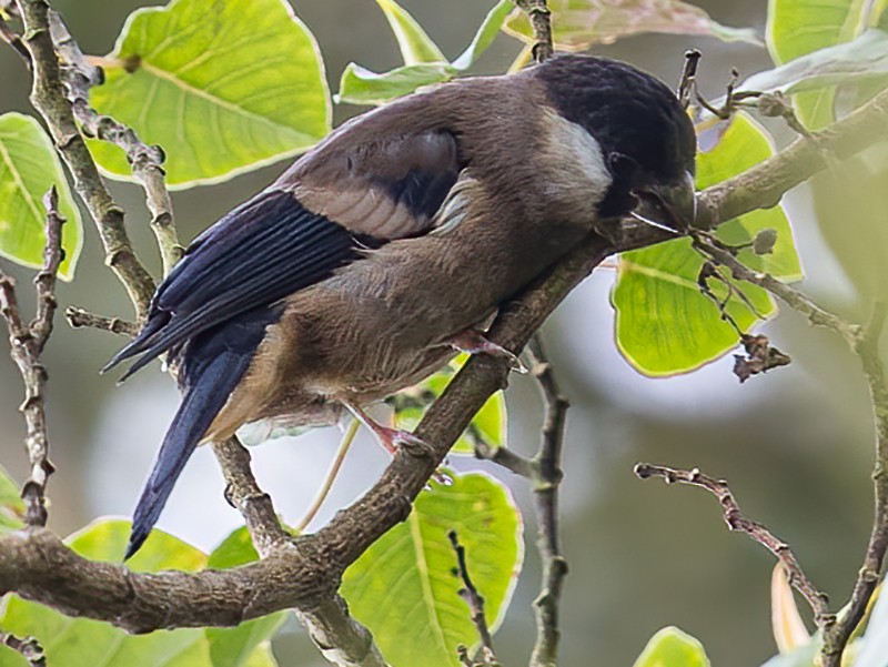 White-cheeked Bullfinch - eBird