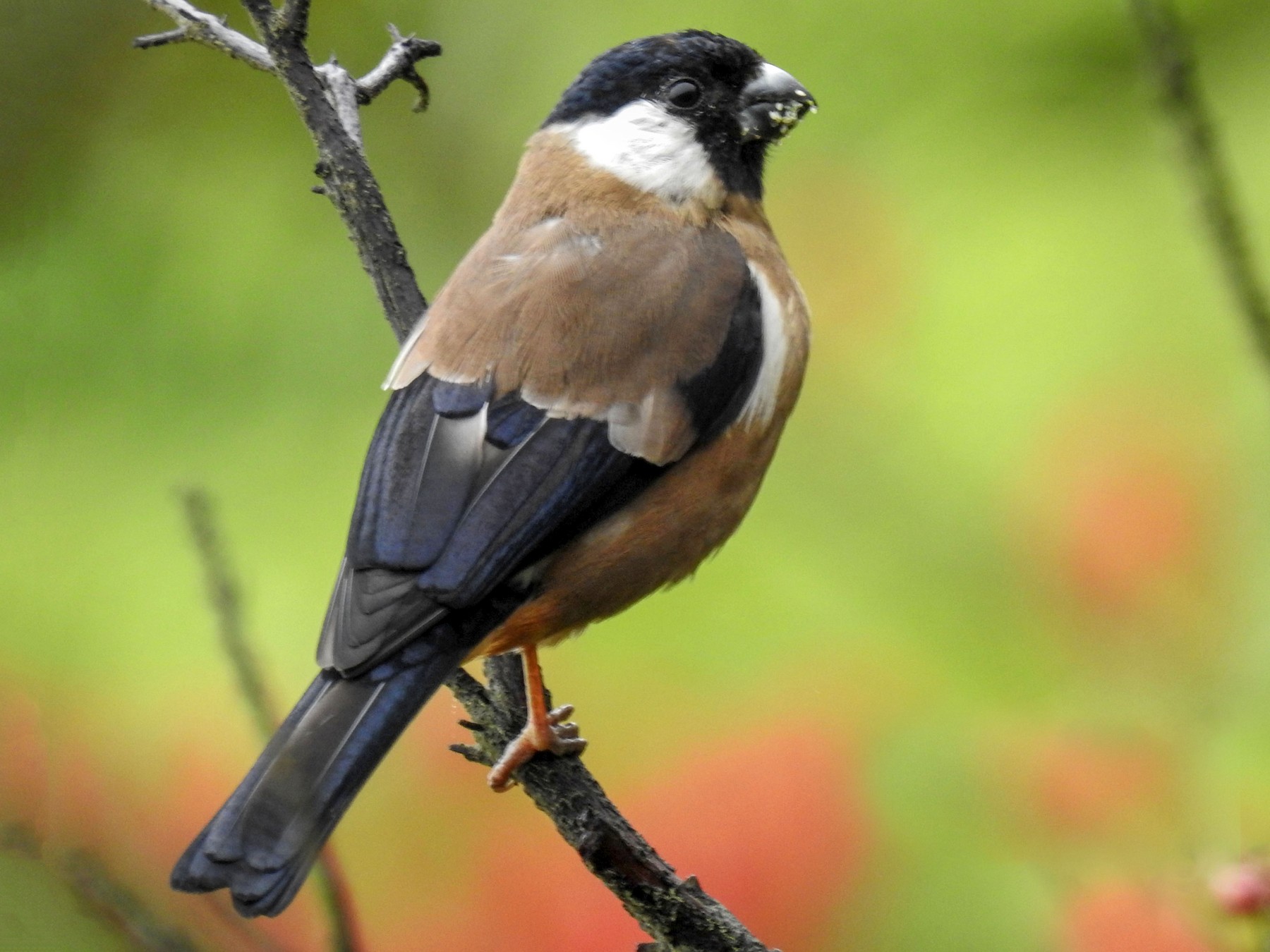 White-cheeked Bullfinch - eBird