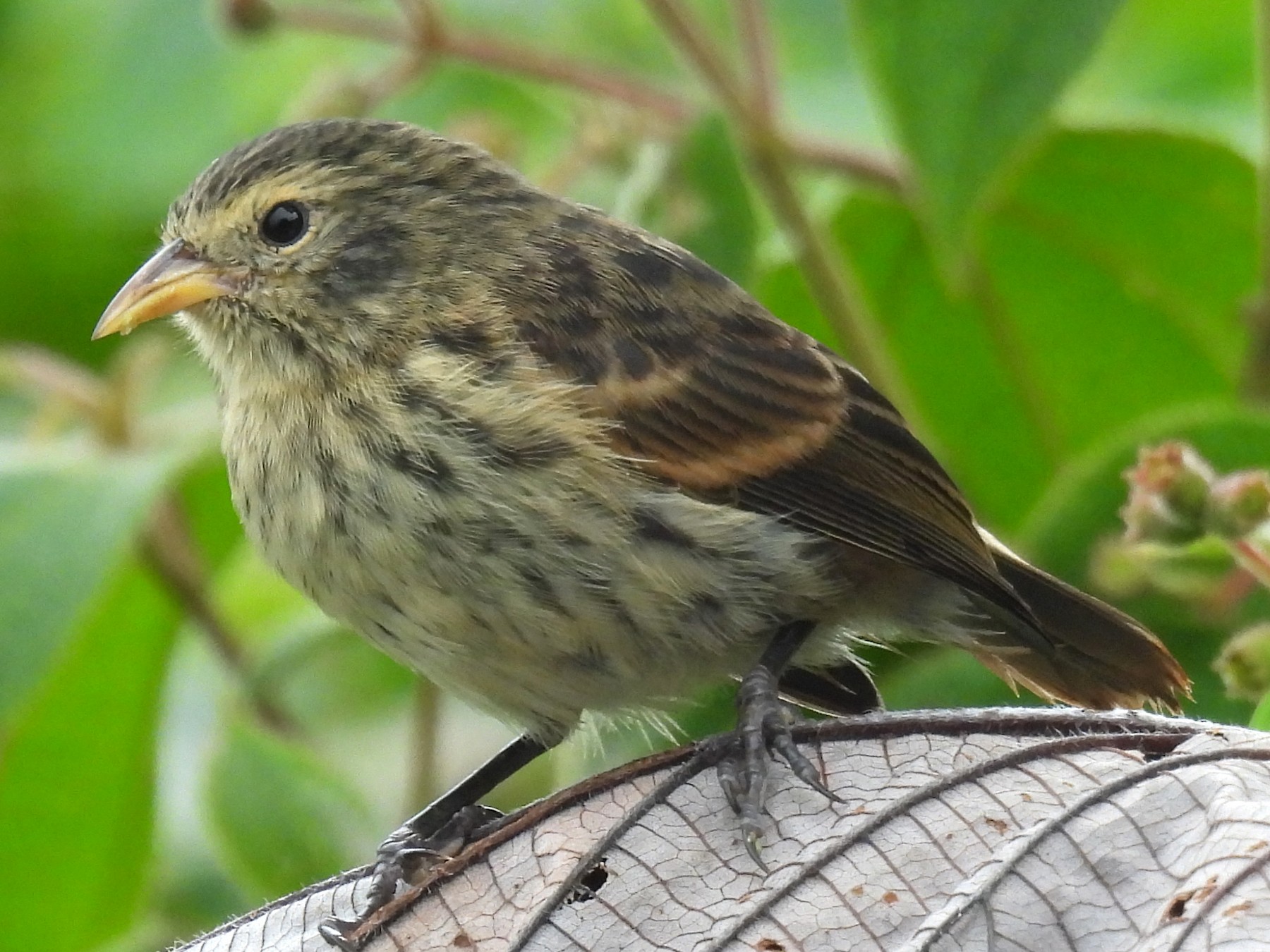 Pinzón de Darwin de Cocos - eBird