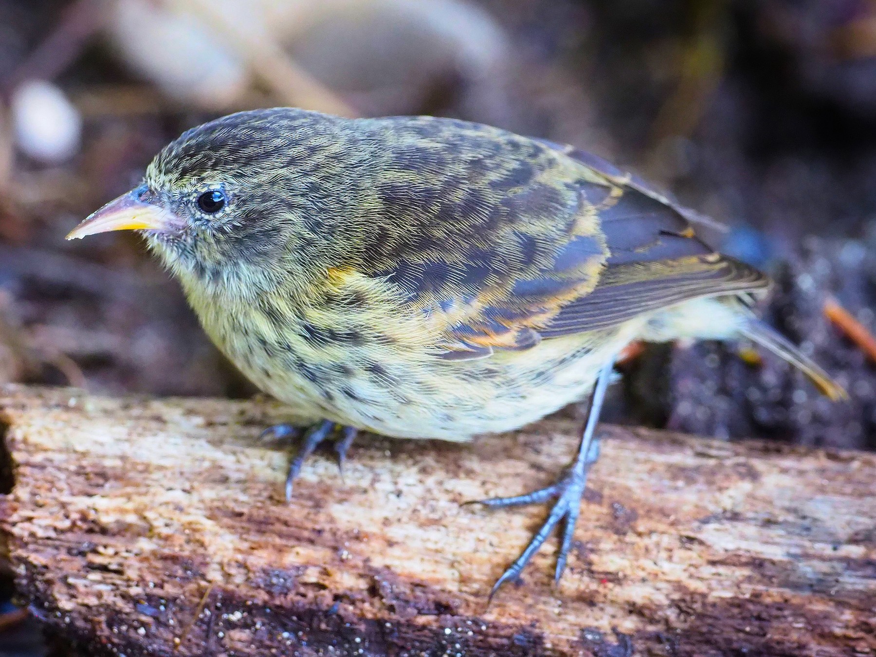 Pinzón de Darwin de Cocos - eBird