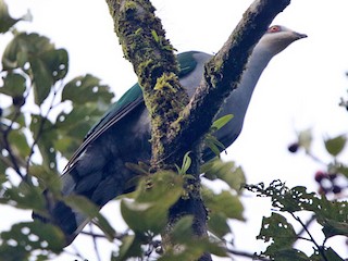 Mindoro Imperial-Pigeon - eBird