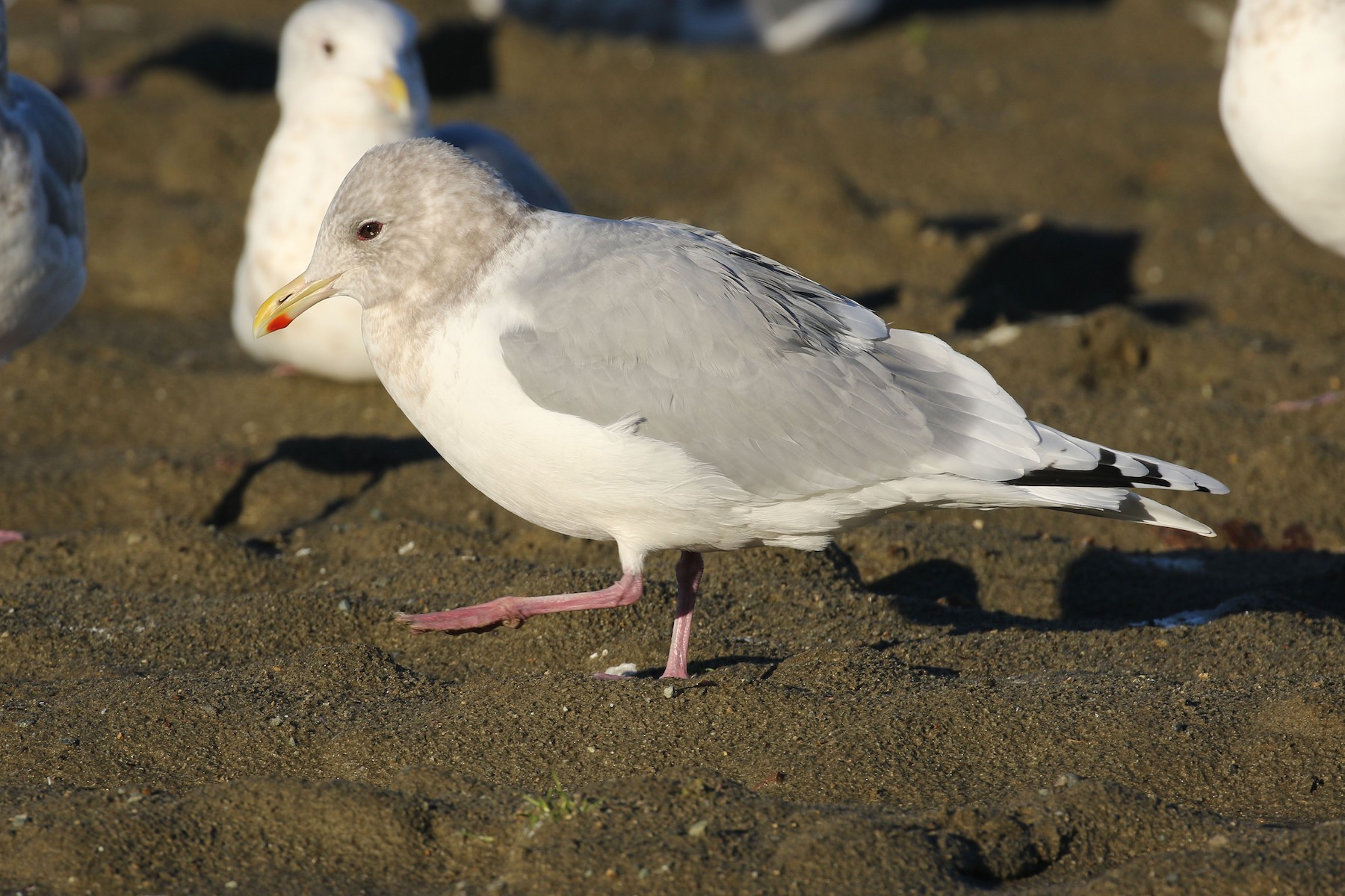 Iceland Gull (Thayer's/Kumlien's) - eBird