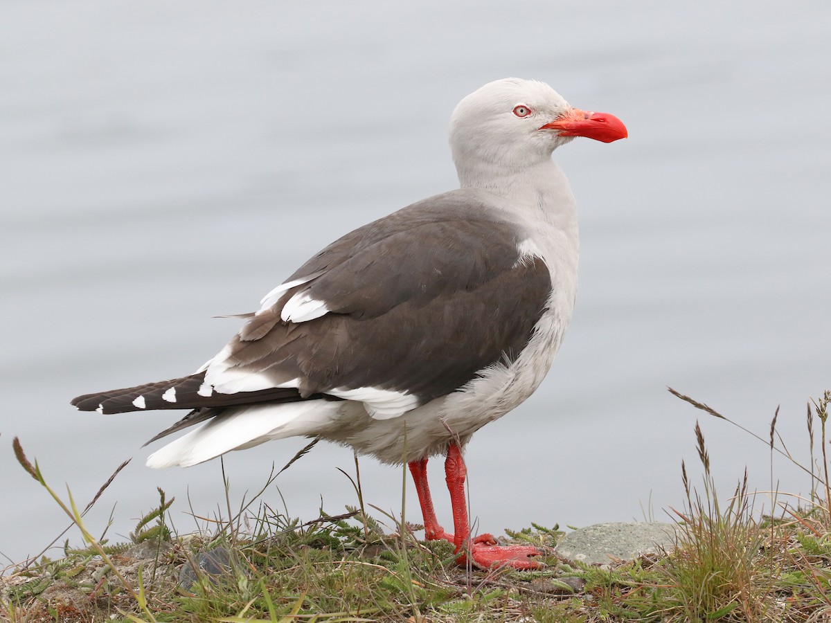Dolphin Gull - Leucophaeus scoresbii - Birds of the World