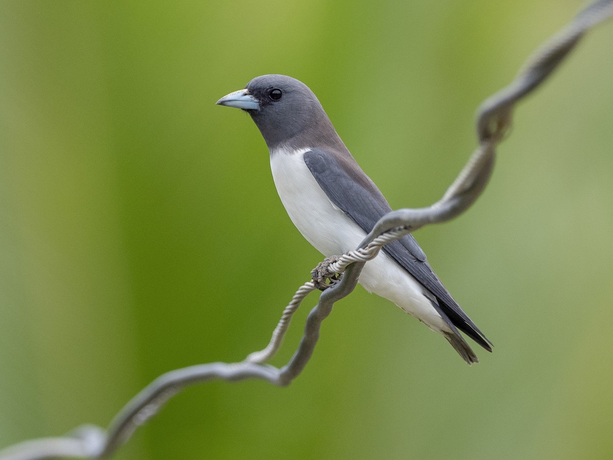White-breasted Woodswallow - Artamus leucorynchus - Birds of the World