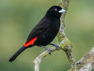 Scarlet-rumped Tanager - Ramphocelus passerinii - Birds of the World