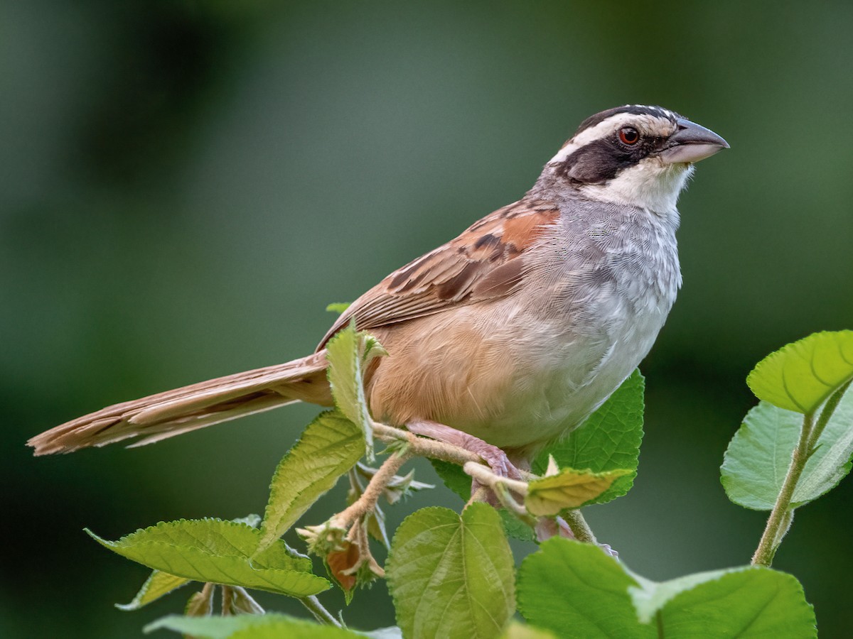 Stripe-headed Sparrow - Peucaea ruficauda - Birds of the World
