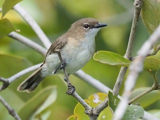 Mangrove Gerygone - Gerygone levigaster - Birds of the World