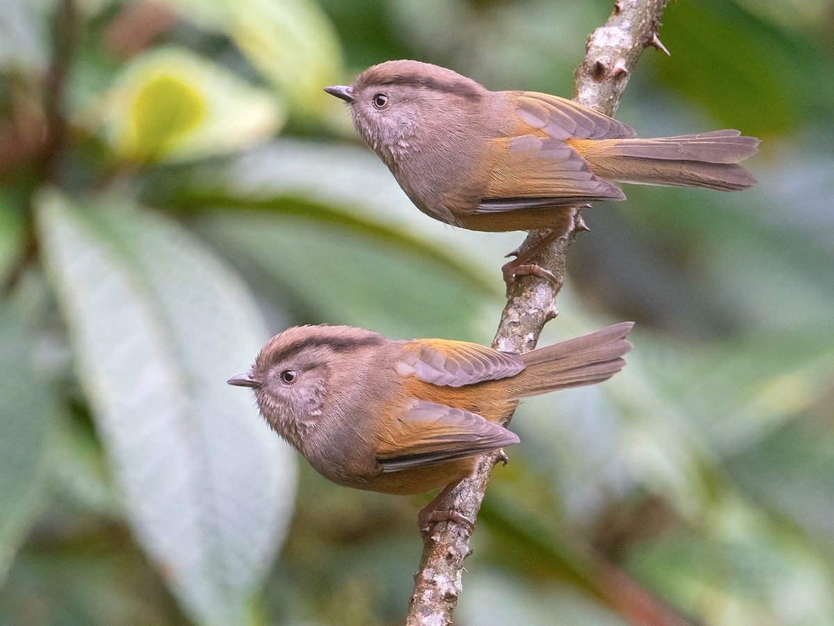 Manipur Fulvetta - Fulvetta manipurensis - Birds of the World