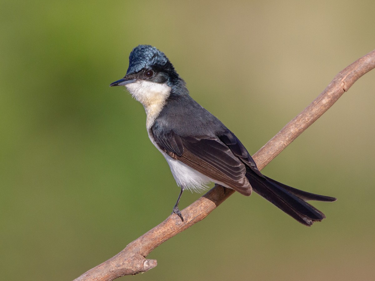 Restless Flycatcher - Myiagra inquieta - Birds of the World