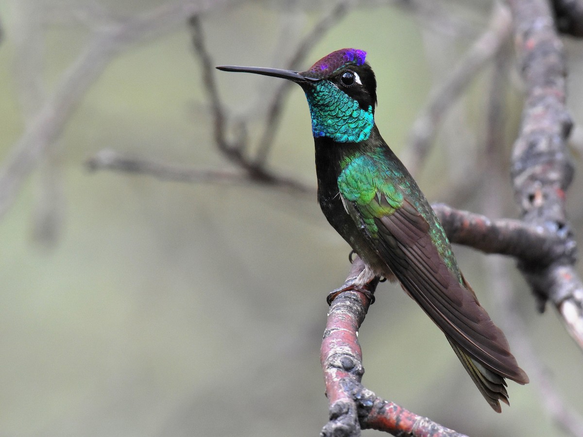 Rivoli's Hummingbird - Eugenes fulgens - Birds of the World