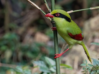 Indochinese Green-Magpie - Cissa hypoleuca - Birds of the World