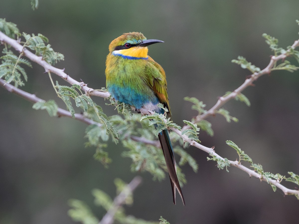 Swallow-tailed Bee-eater - Merops hirundineus - Birds of the World