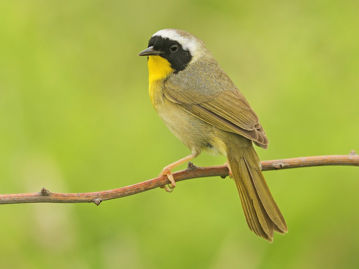 Common Yellowthroat - Geothlypis trichas - Birds of the World