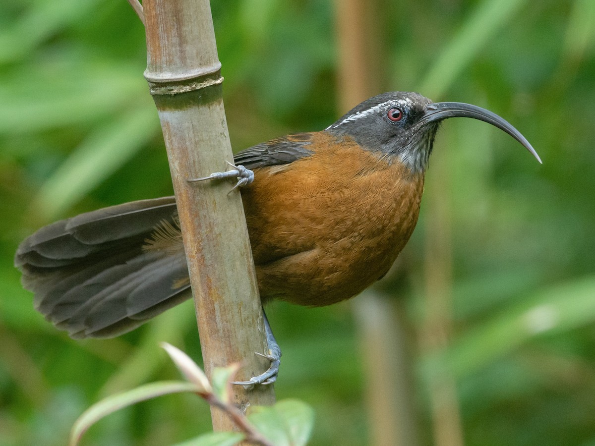 Slender-billed Scimitar-Babbler - Pomatorhinus superciliaris - Birds of ...