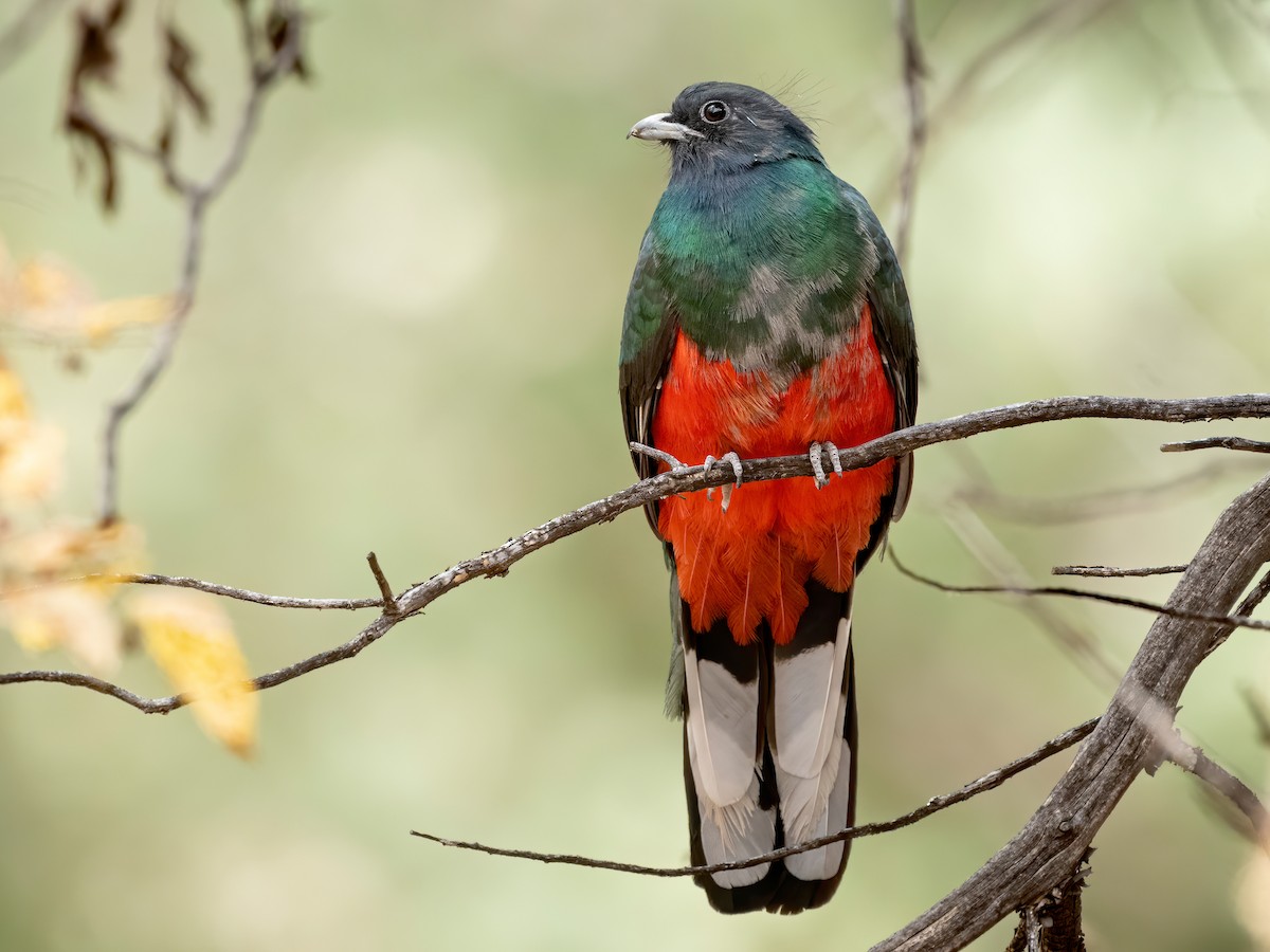 Eared Quetzal - Euptilotis neoxenus - Birds of the World