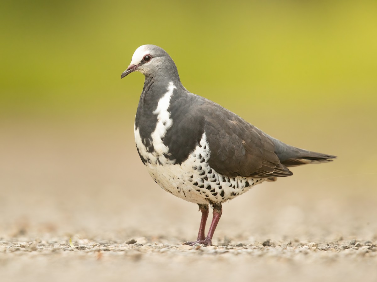 Wonga Pigeon - Leucosarcia melanoleuca - Birds of the World