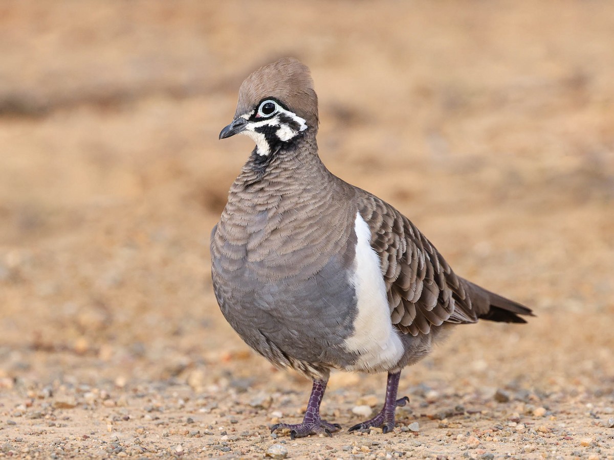 Squatter Pigeon - Geophaps scripta - Birds of the World