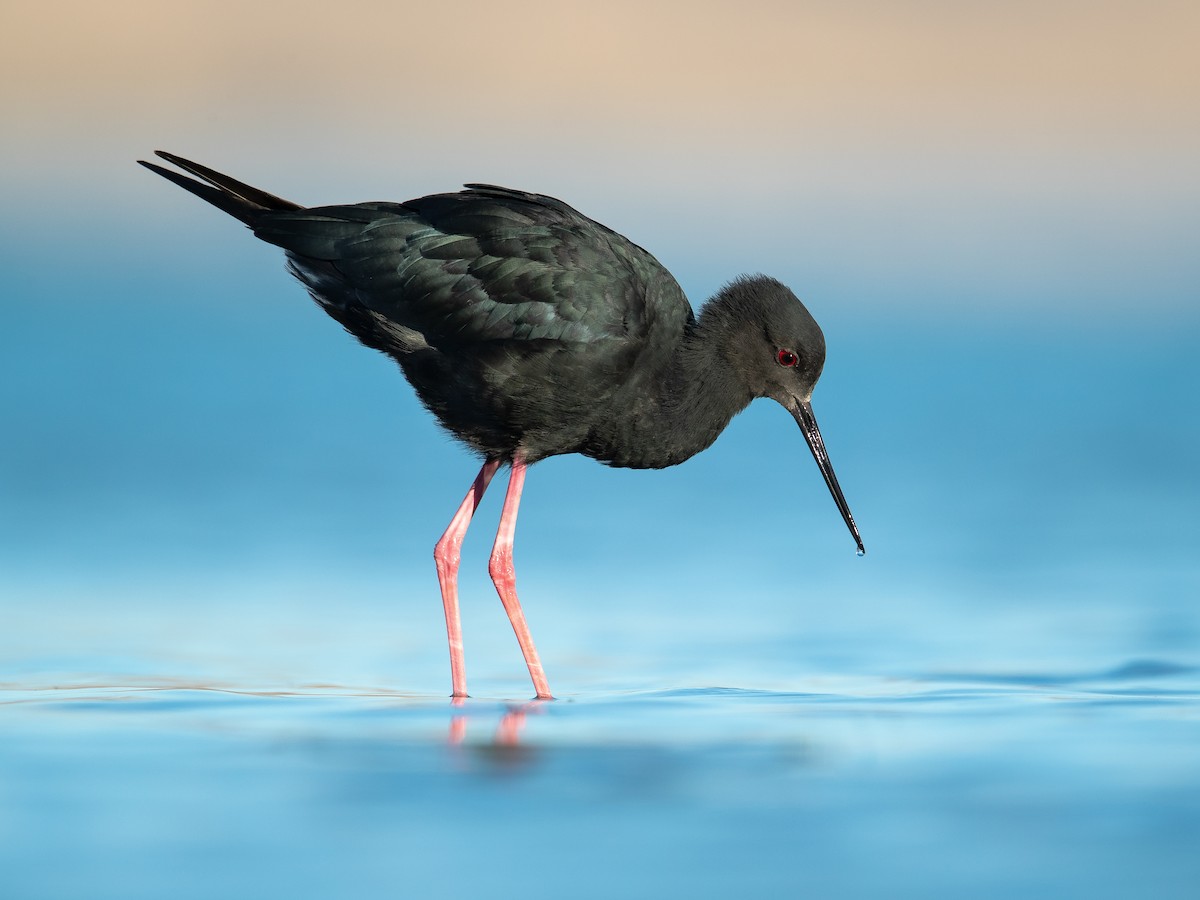Black Stilt - Himantopus novaezelandiae - Birds of the World