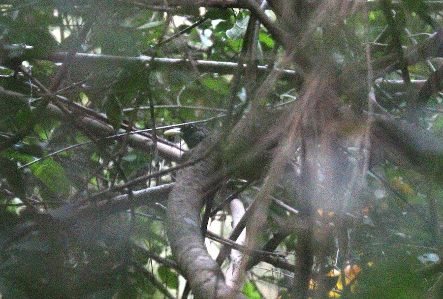 Capuchin Babbler (Black-crowned) - eBird