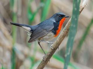 Firethroat - Calliope pectardens - Birds of the World