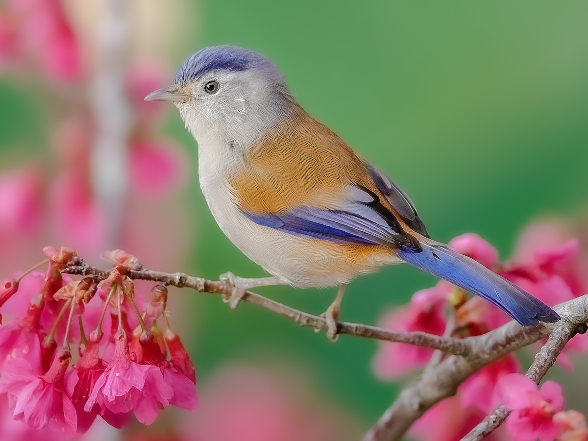 Blue-winged Minla - Actinodura cyanouroptera - Birds of the World