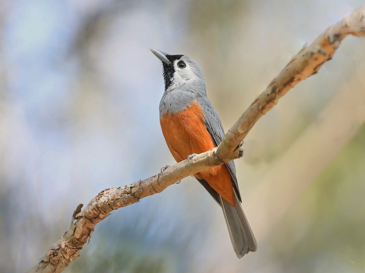 Black-faced Monarch - Monarcha melanopsis - Birds of the World