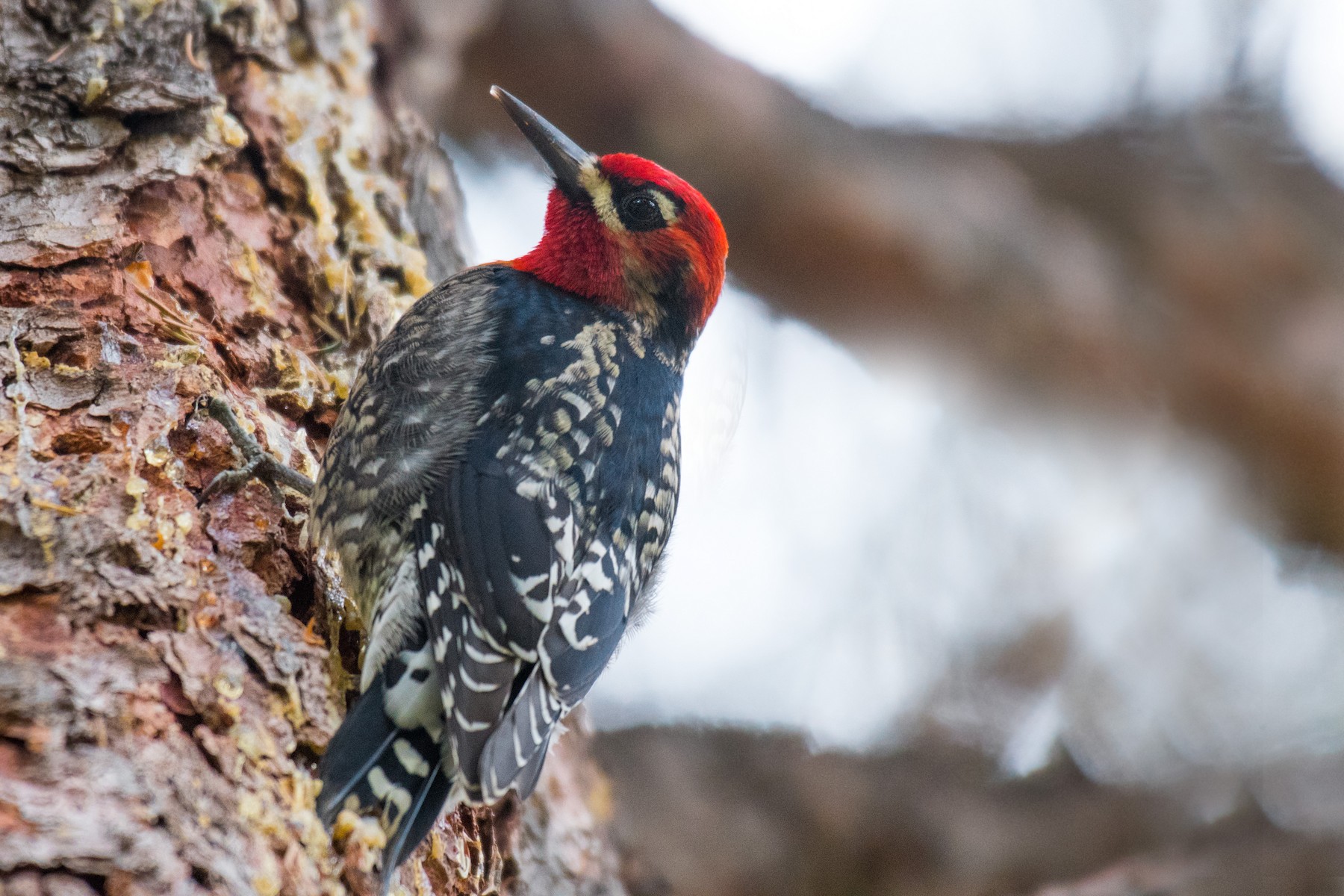 Red-breasted Sapsucker (daggetti) - eBird