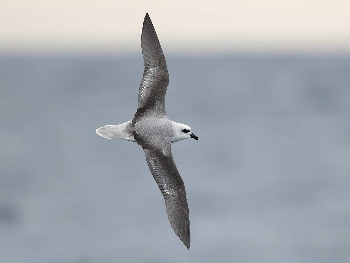 White-headed Petrel - Pterodroma lessonii - Birds of the World