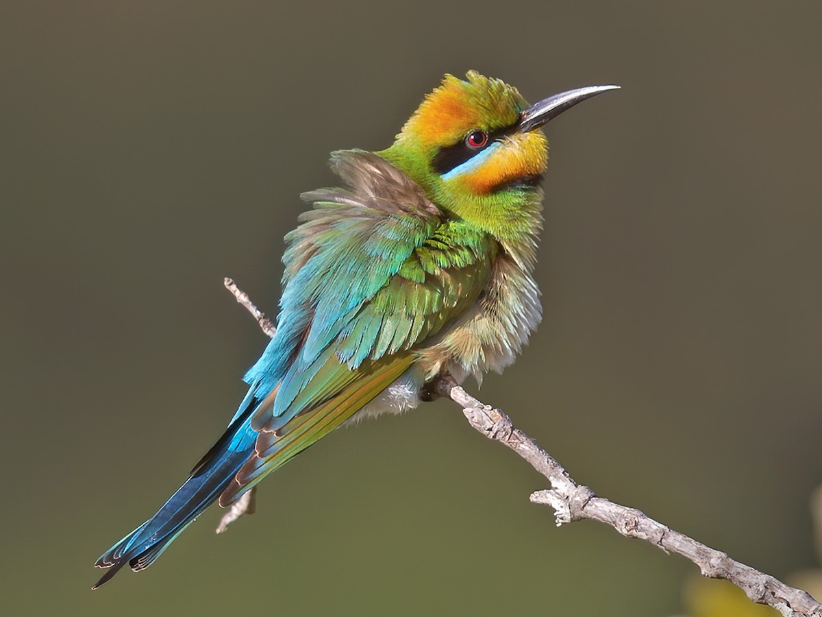 Rainbow Bee-eater - Merops ornatus - Birds of the World