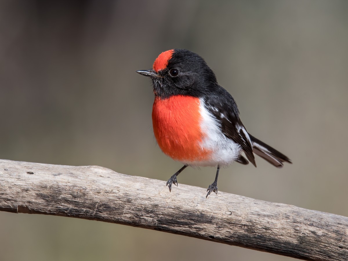 Red-capped Robin - Petroica goodenovii - Birds of the World