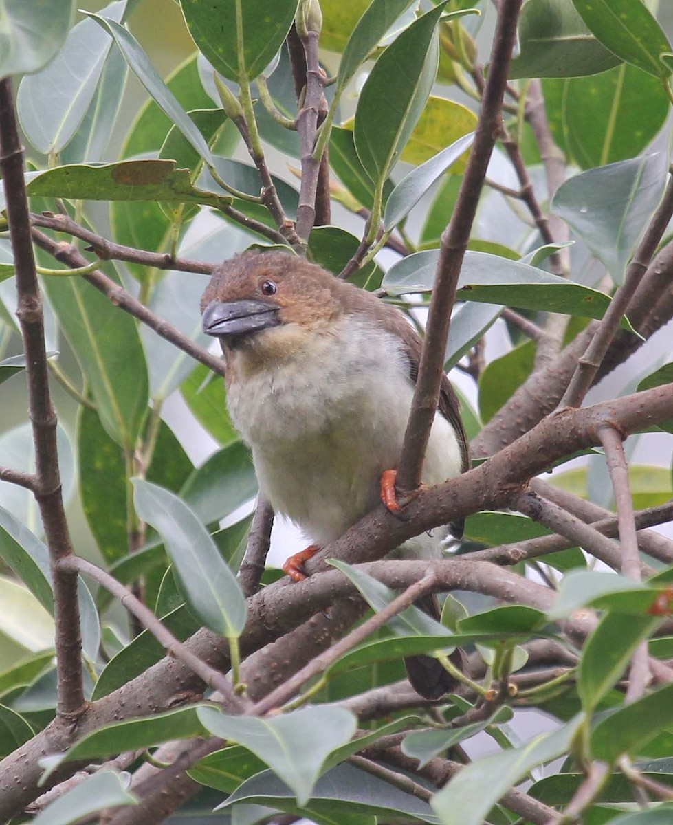 eBird Checklist - 12 Jan 2014 - Bukit Tinggi - 31 species