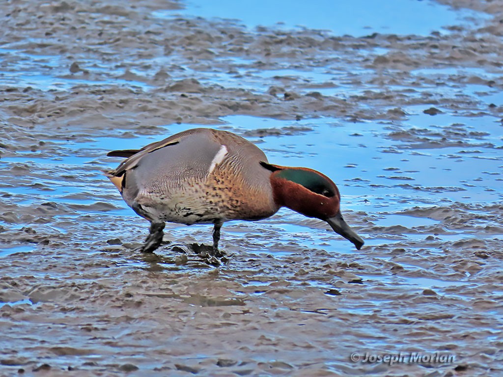 eBird Checklist - 24 Dec 2021 - Palo Alto Baylands - 19 species (+2 ...