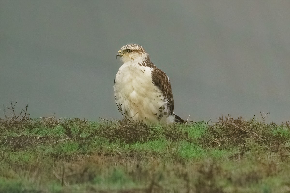 eBird Checklist - 24 Dec 2021 - Ferruginous Hawk stakeout - 11 species