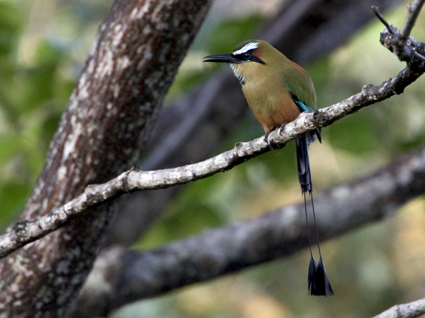 Turquoise-browed Motmot - eBird