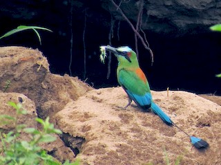 Turquoise-browed Motmot - eBird