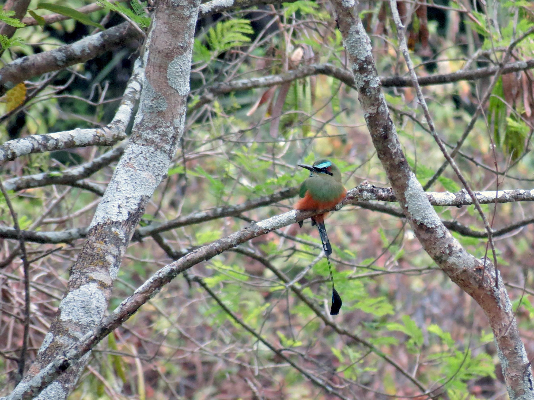 Turquoise-browed Motmot - eBird