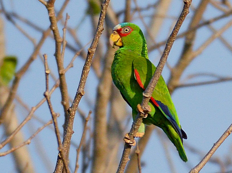 White Fronted Amazon