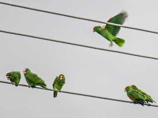 White-fronted Amazon - eBird
