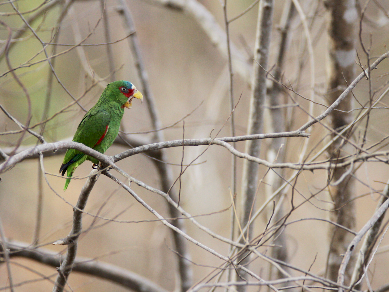 Amazona Frentialba - eBird
