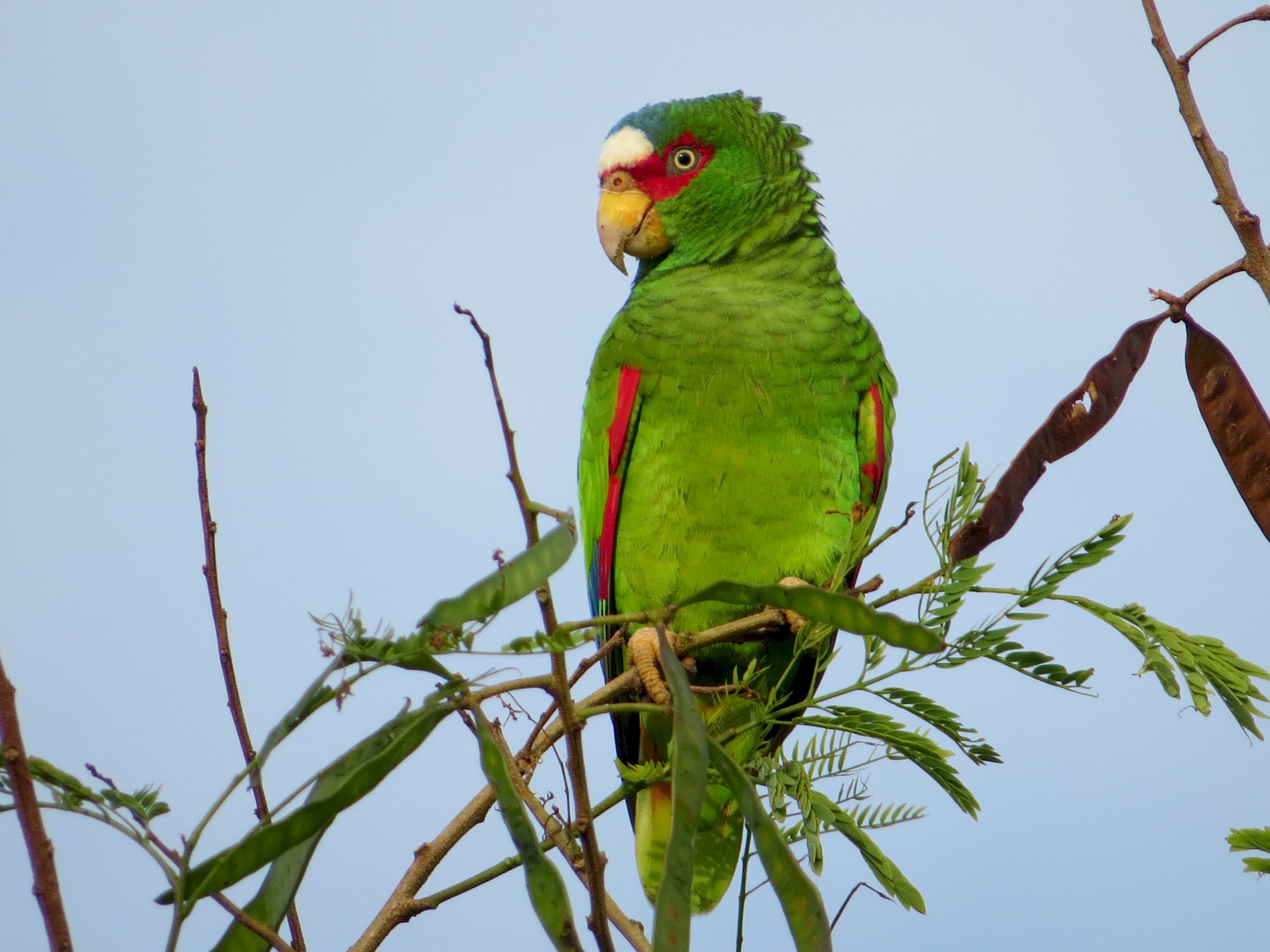 White-fronted Parrot - eBird