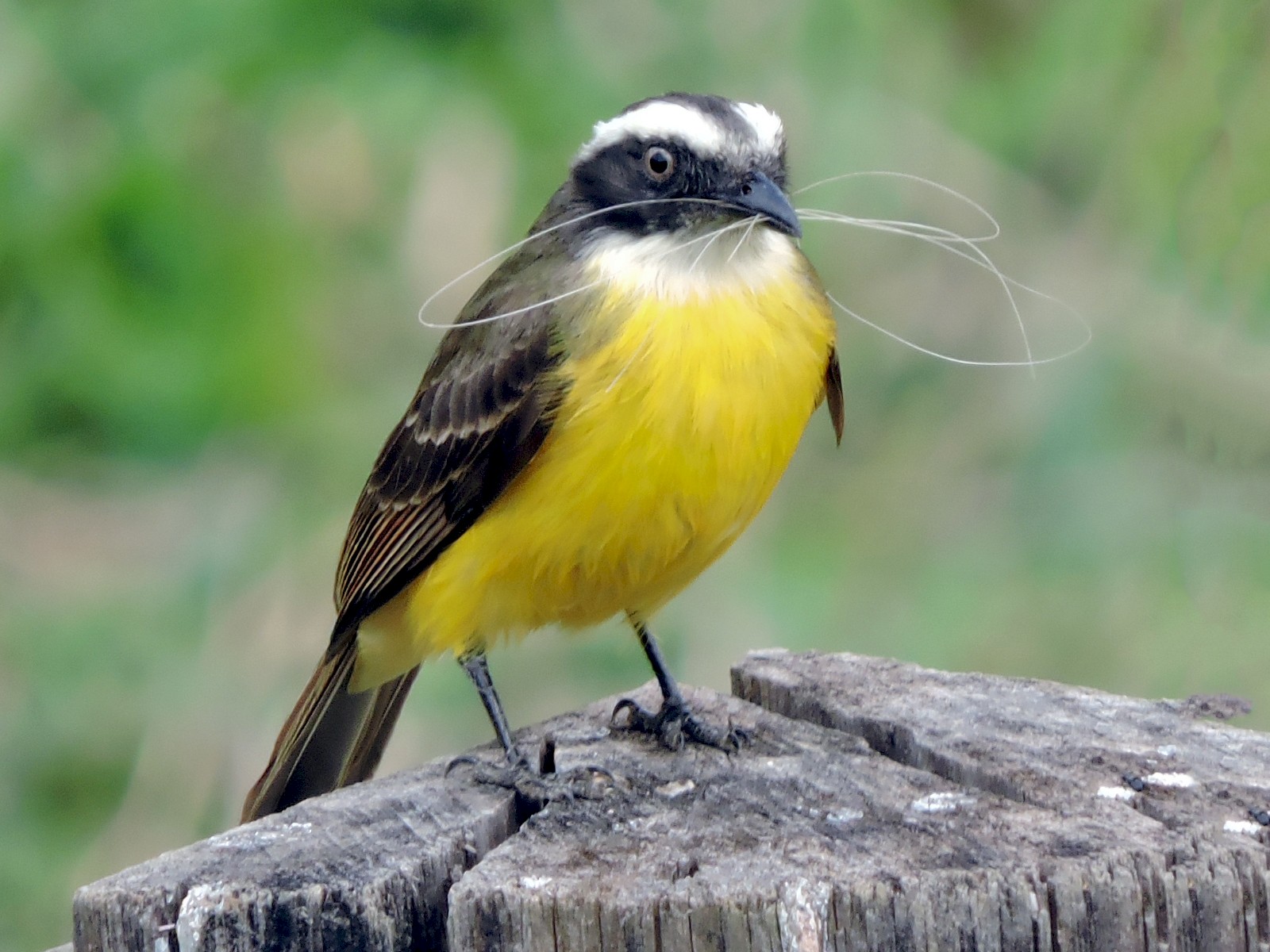 Social Flycatcher