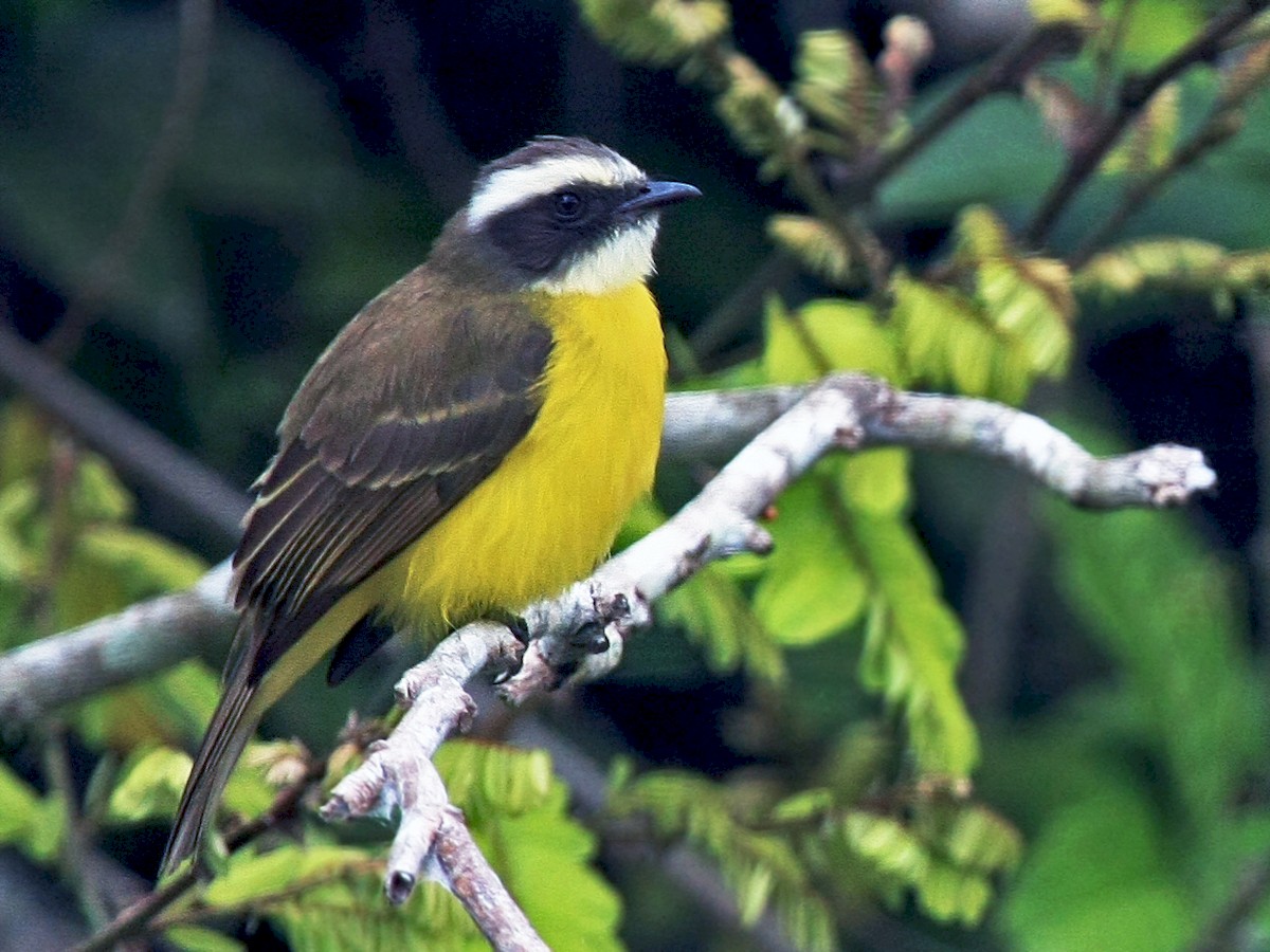 Social Flycatcher - Myiozetetes similis - Birds of the World