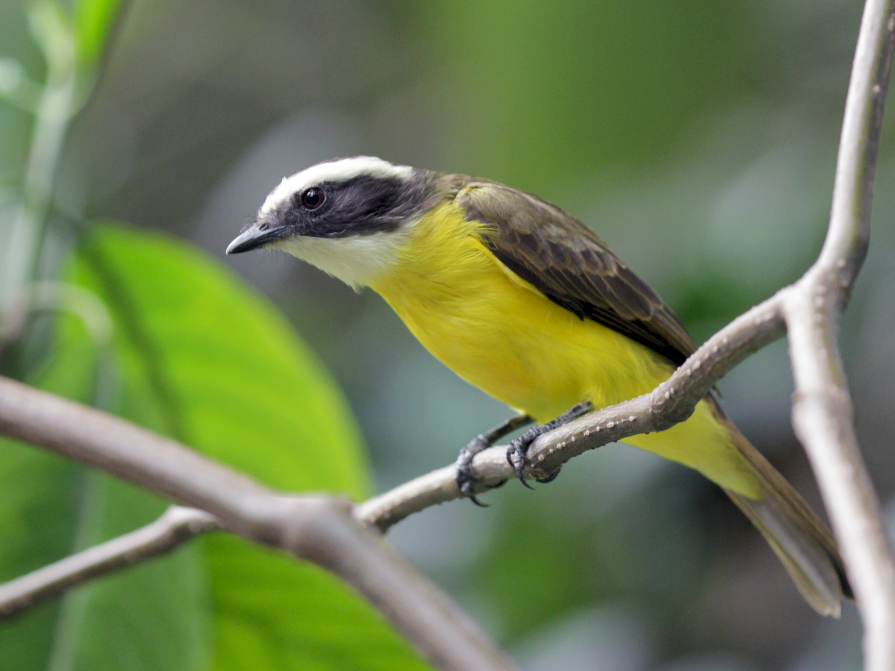 Social Flycatcher - eBird